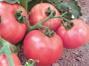 Hoe kinne jo tomaten ynpakke yn in glêstún en bûten- en iepen grûn (fideo, foto, skema), hokker fariëteiten hawwe gjin stappen nedich 79_10