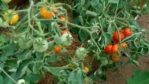 Cara mengepak tomat dengan benar di rumah kaca dan tanah luar (video, foto, skema), varietas mana yang tidak memerlukan langkah-langkah 79_11