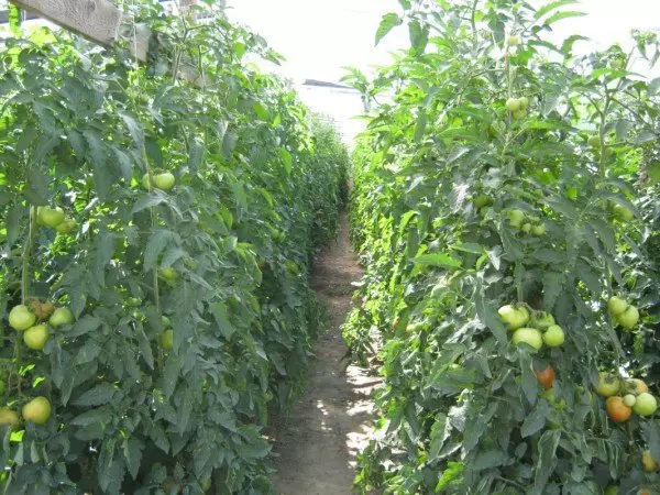 Buen cultivo tomatav