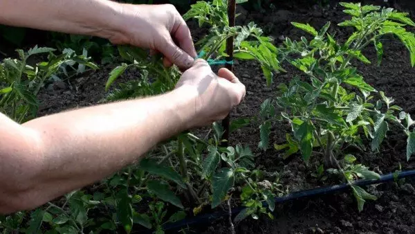 Passing of tomatoes in open soil