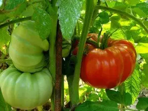 Hoe kinne jo tomaten ynpakke yn in glêstún en bûten- en iepen grûn (fideo, foto, skema), hokker fariëteiten hawwe gjin stappen nedich 79_8