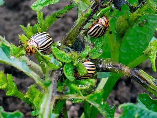 কলোরাডো beetle.