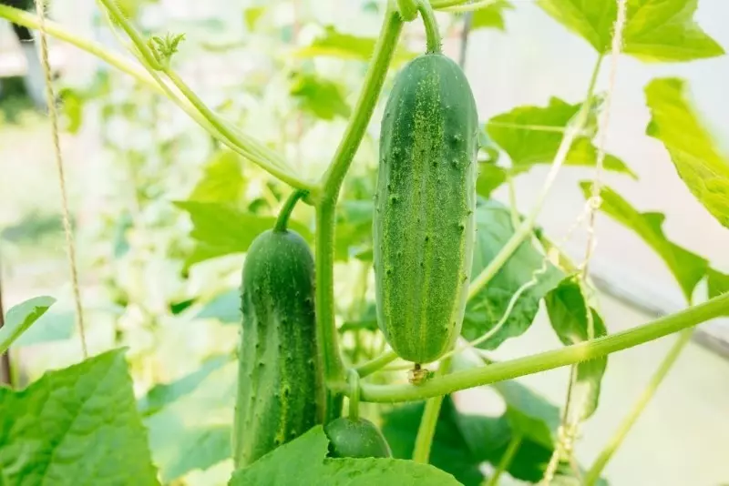Wat voor soort komkommerrassen kunnen in juli worden gezaaid 801_1