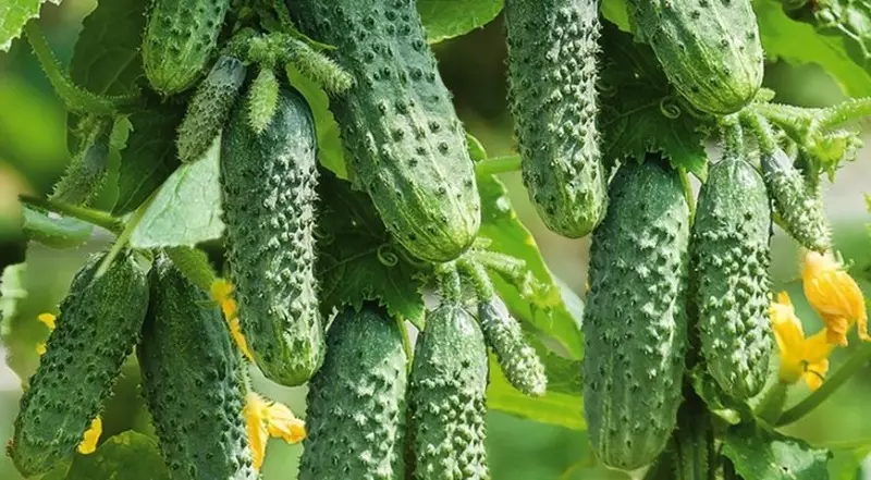 What kind of cucumber varieties can be sowed in July 801_2