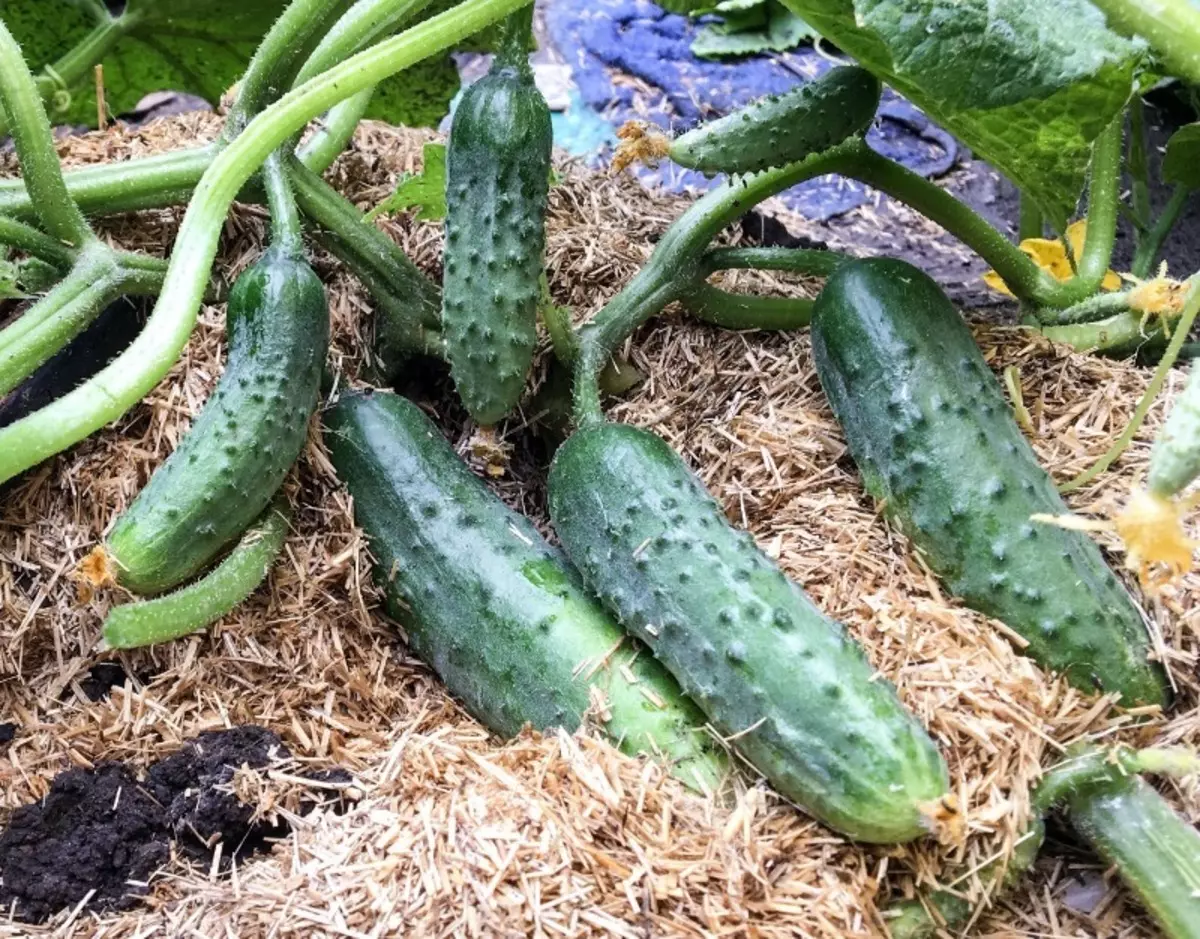 What kind of cucumber varieties can be sowed in July 801_3