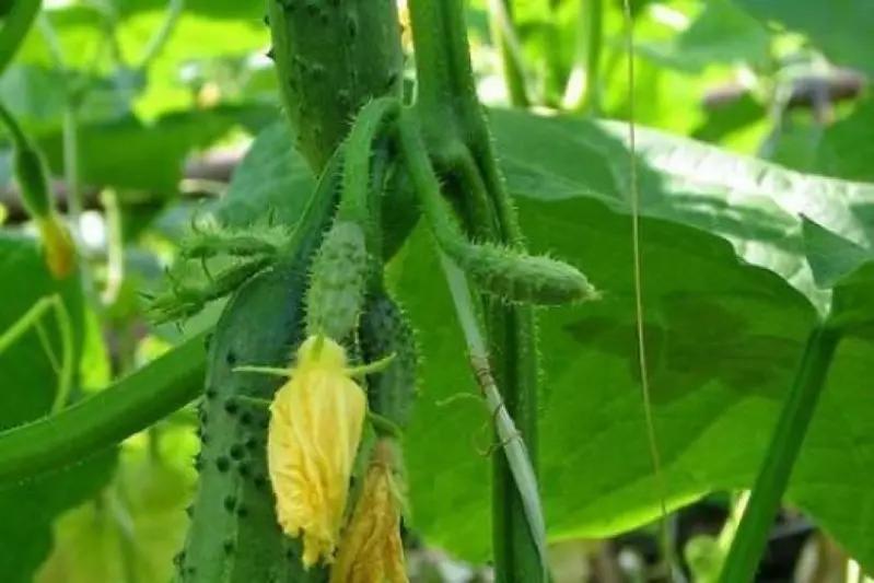 Unsa nga klase nga klase sa cucumber ang mahimong ipugas sa Hulyo 801_7