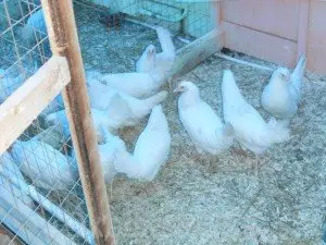 Como criar galinhas na casa de campo de não-saque e frangos, no verão no verão (por onde começar, raça, prós e contras e assim por diante) 81_10