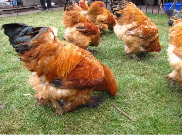 Els pollastres pasturen a l'herba