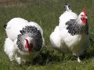 Bagaimana untuk membiak ayam di kampung bukan pemecatan dan broiler, pada musim panas pada musim panas (di mana untuk memulakan, membiak, kebaikan dan keburukan dan sebagainya) 81_4