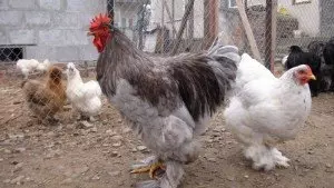 Comment élever des poulets au chalet de non-caractère et de poulets-chaurs, en été (où commencer, se reproduire, les avantages et les inconvénients, etc.) 81_5