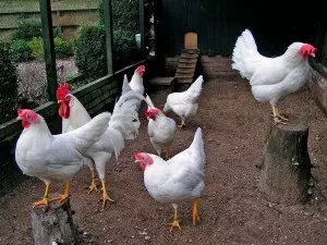 Como criar galinhas na casa de campo de não-saque e frangos, no verão no verão (por onde começar, raça, prós e contras e assim por diante) 81_6