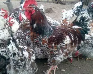 Comment élever des poulets au chalet de non-caractère et de poulets-chaurs, en été (où commencer, se reproduire, les avantages et les inconvénients, etc.) 81_7