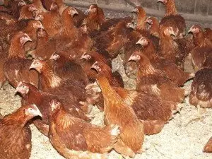 Cómo criar pollos en la casa de campo de no saqueo y parrilla, en verano en verano (donde comenzar, criar, pros y contras, etc.) 81_8