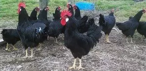 Comment élever des poulets au chalet de non-caractère et de poulets-chaurs, en été (où commencer, se reproduire, les avantages et les inconvénients, etc.) 81_9