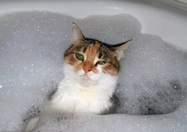 फोम बाथ मध्ये मांजर