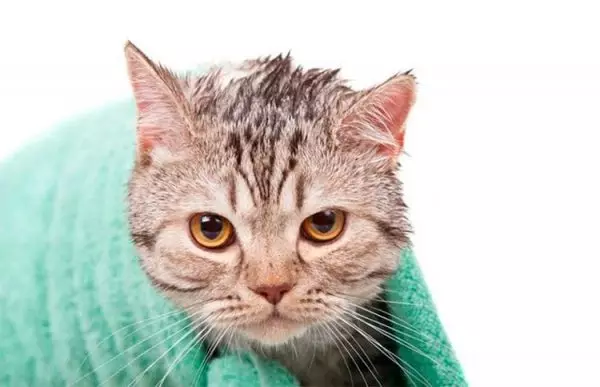 Kočka v ručníku.