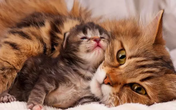 Kitten dengan Mom.