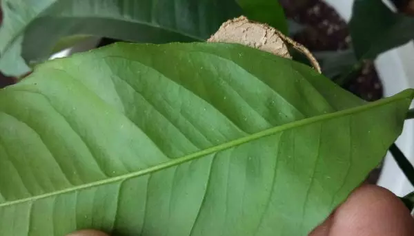 一個Paustic壁蝨的腳印在植物板料