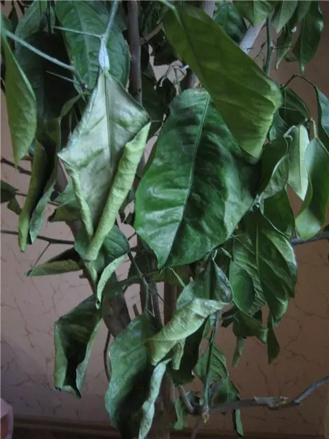 트위스트 레몬 잎