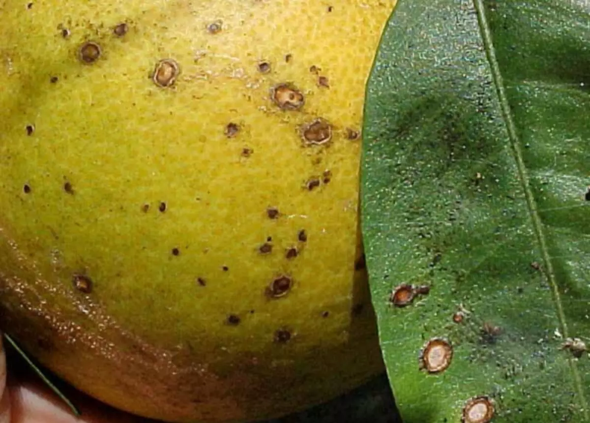 Antraznose citroen