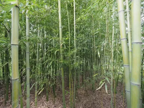 Bamboo