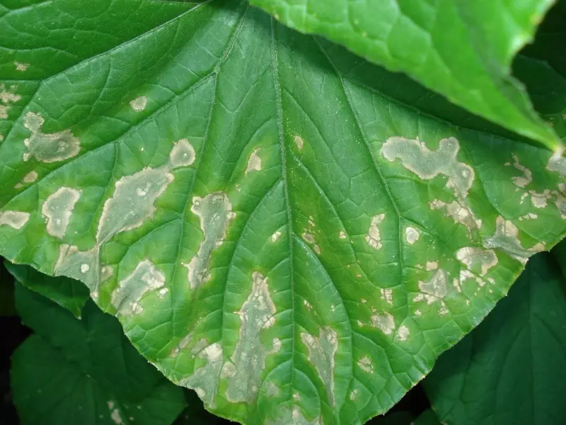Como manchas nas folhas de pepinos determinam como as plantas estão doentes 838_6