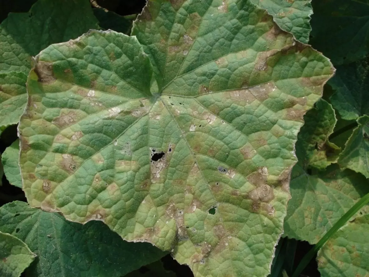 Ako škvrny na listoch uhoriek určujú, ako sú rastliny choré 838_7