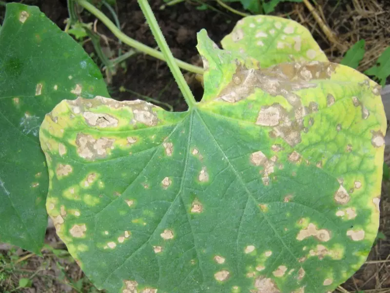 As spots on the leaves of cucumbers determine how plants are sick 838_8