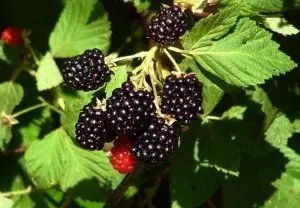 Pleie og dyrking av BlackBerry i landet: Fra frø, fra koteletter, videoer og bilder 83_9