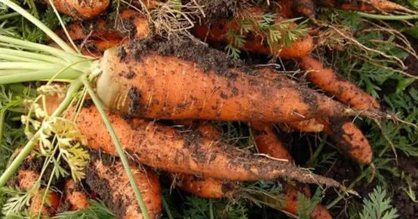 Tanda-tanda kematangan wortel