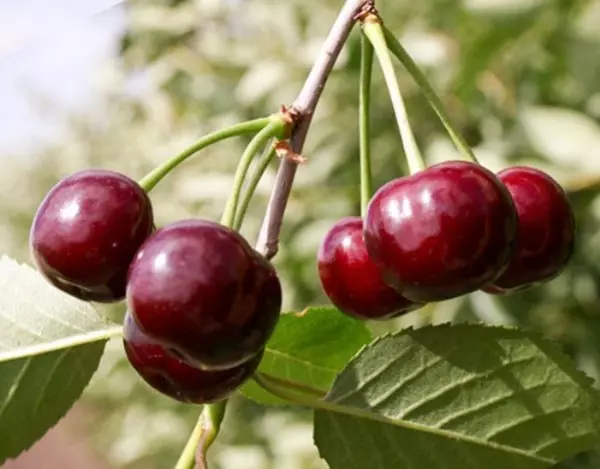 Fêkiyên Cherry Zhukovskaya