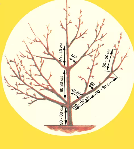 Cherry Tree Trim Diagram