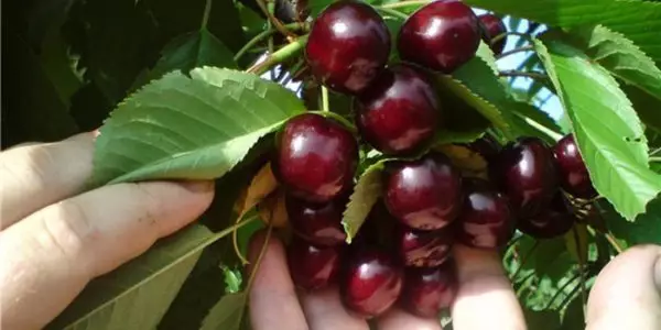 Cherry Beeren op enger Branche