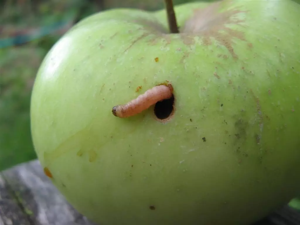 Åtgärder för att bekämpa frukt (äpple, plommon, etc.): Folk och kemiska metoder