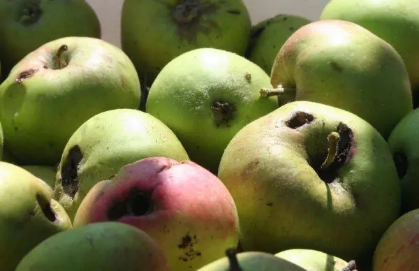 apples affected by frozhor