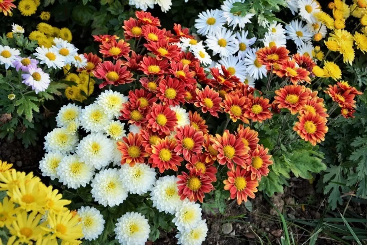 5 reglur um vaxandi chrysanthemum