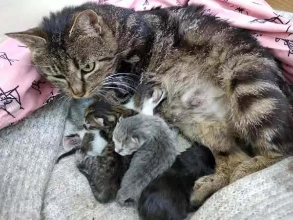 ແມວກັບ kittens ເດັກເກີດໃຫມ່