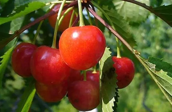 Kirsebær skjebne: Beskrivelse og egenskaper av varianter, fordeler og ulemper, funksjoner av planting og omsorg + bilder og vurderinger