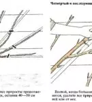 Продовження формування віяловій черешні