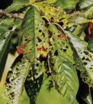 Дірчастий плямистість листя черешні