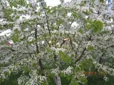 Kukkiva kirsikka