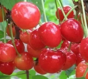 Berries of Cherry Fate