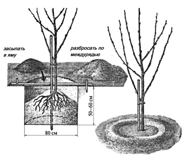 Plantació d'un arbre de cirera
