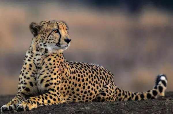 cheetah កុហក