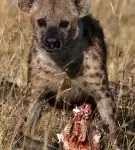 Hyena ឈរជាមួយអាហារ