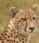 cheetah នៅក្នុងធម្មជាតិ