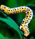 I-Caterpillar pyadenitsa
