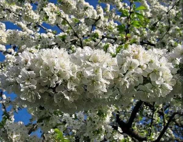 Lule qershie