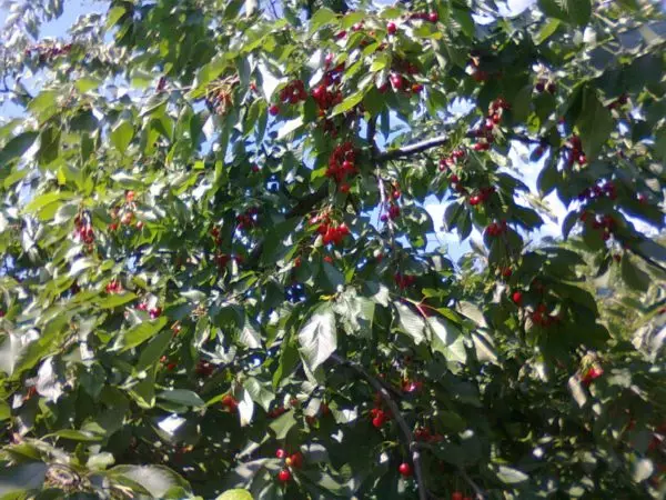 Mga Cherry Branches nga adunay mga berry