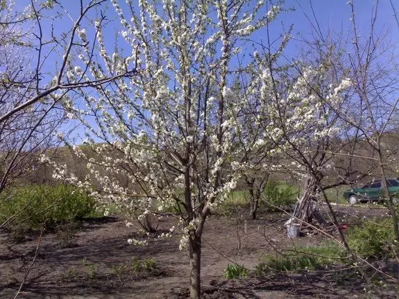Cvjetanje trešnje u vrtu